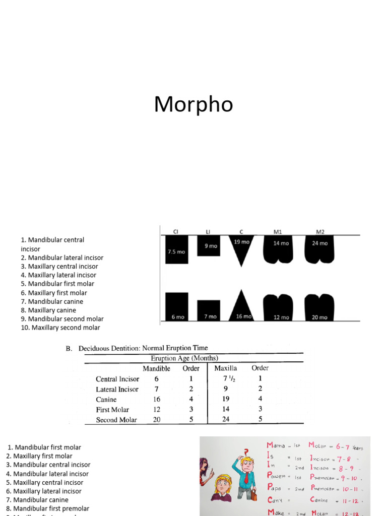Morpho summary 101 | PDF | Dental Anatomy | Dentistry