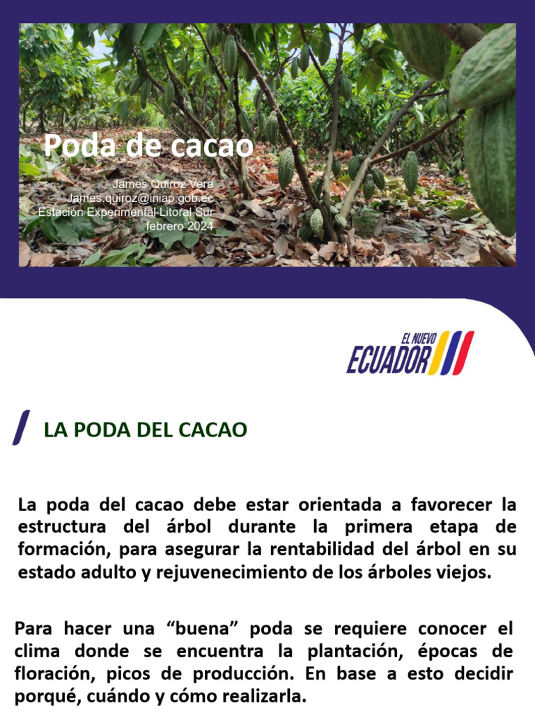 Poda Cacao, Junio 2023 - Compressed-1 | PDF | Arboles | Plantas