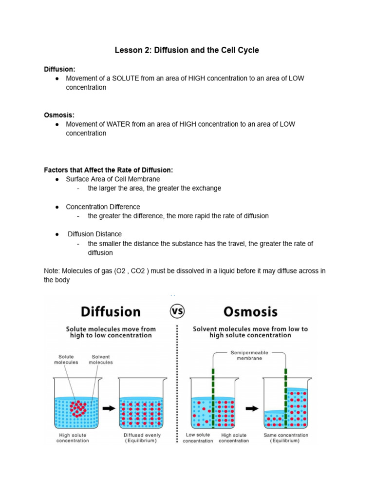 Lesson 2_ Diffusion and the Cell Cycle | PDF | Mitosis | Chromosome