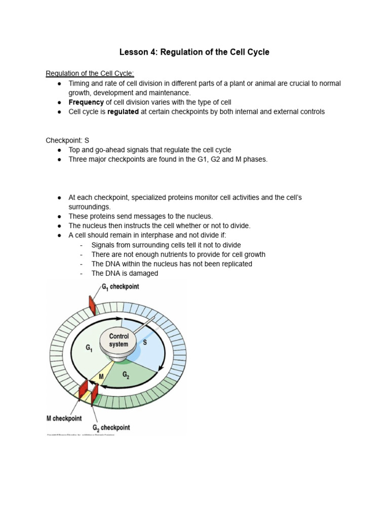 Lesson 4 - Regulation of The Cell Cycle | PDF | Cell Cycle | Cell (Biology)