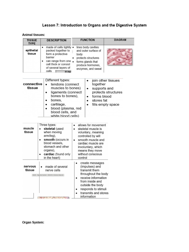 Lesson 7_ Introduction to Organs and the Digestive System | PDF ...