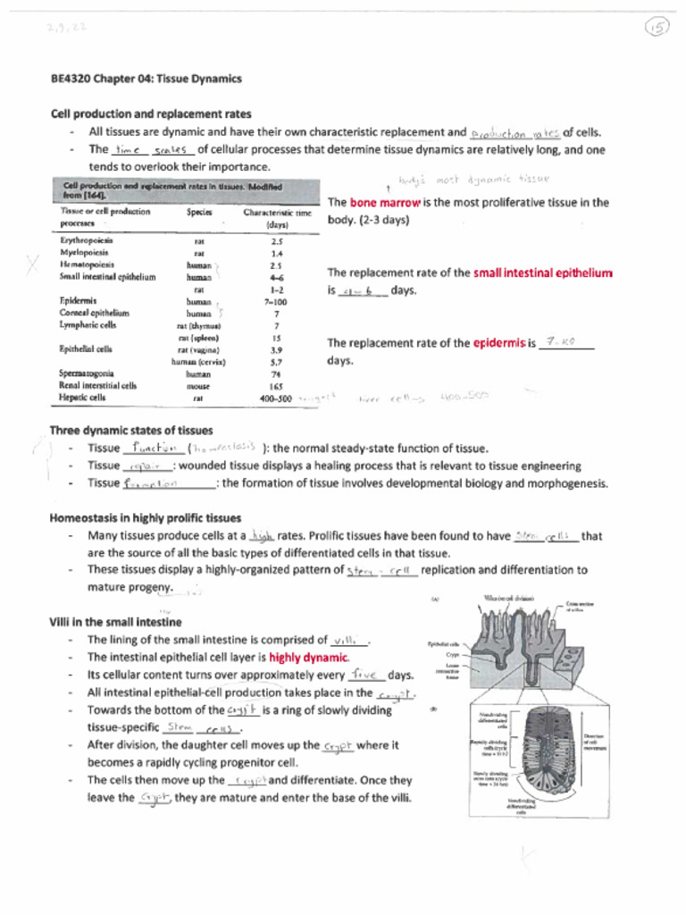 BE5230 - Ch4-Tissue Dynamics-Worksheet | PDF