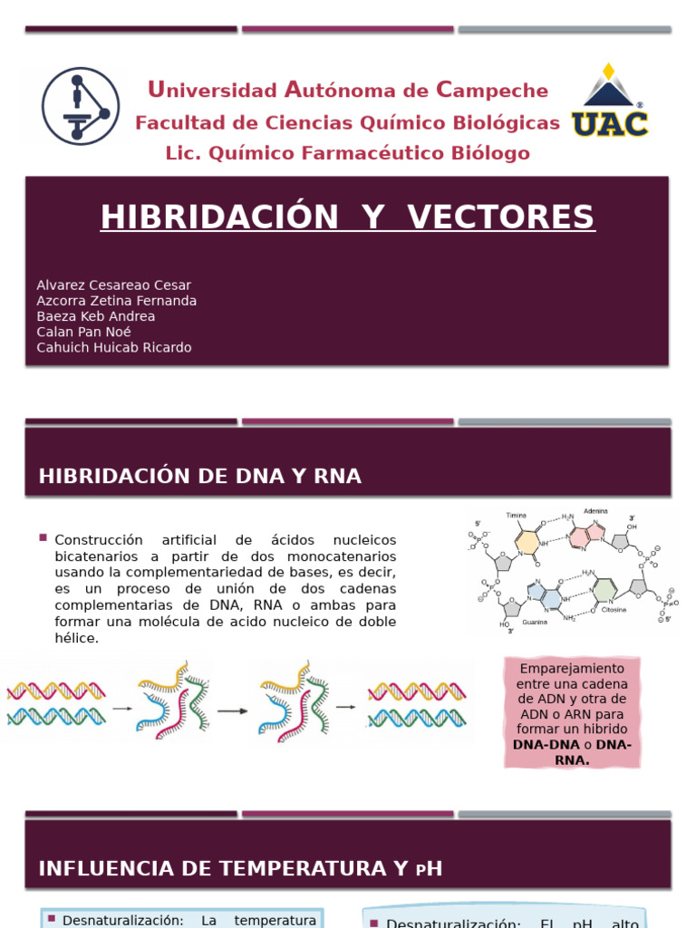 Hibridación y vectores (1) | PDF | Hibridación de ácido nucleico | Adn