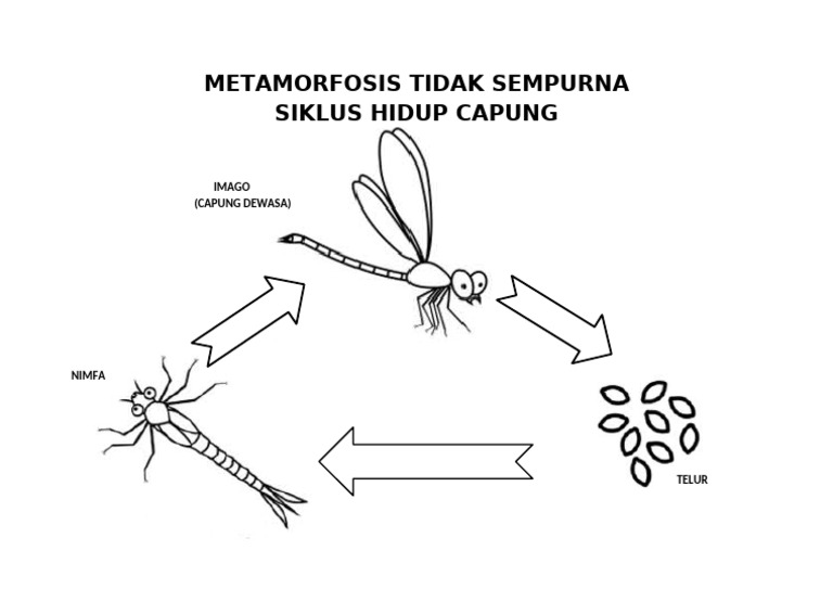Metamorfosis Tidak Sempurna Capung | PDF