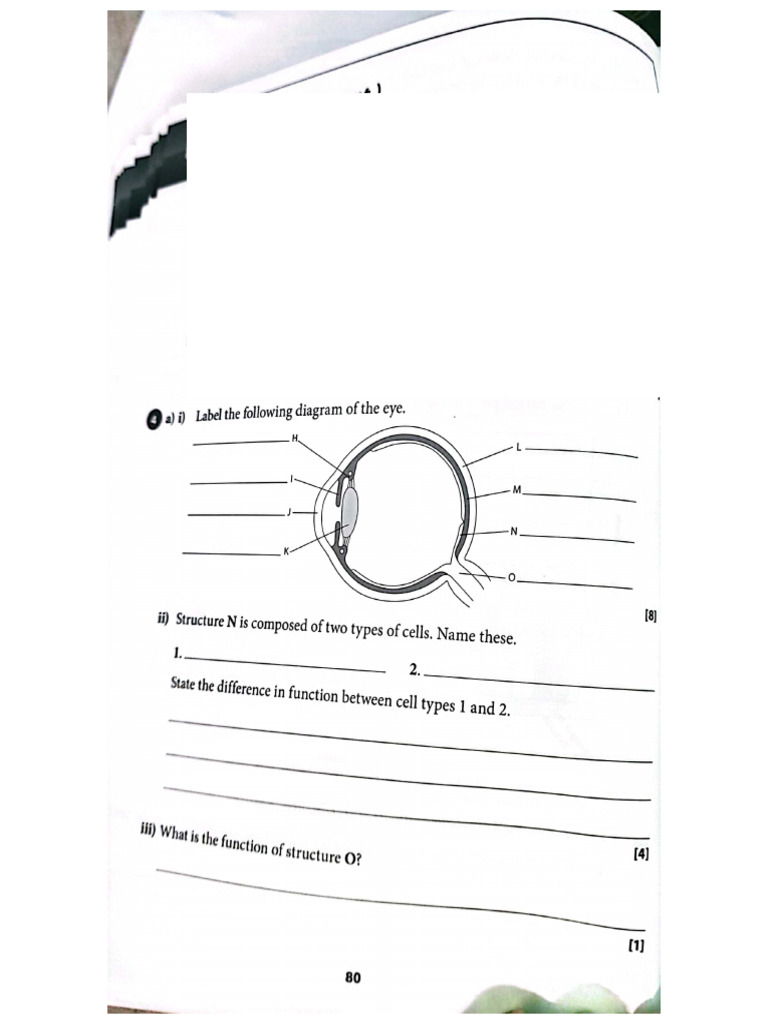 The Eye & Skin HW | PDF