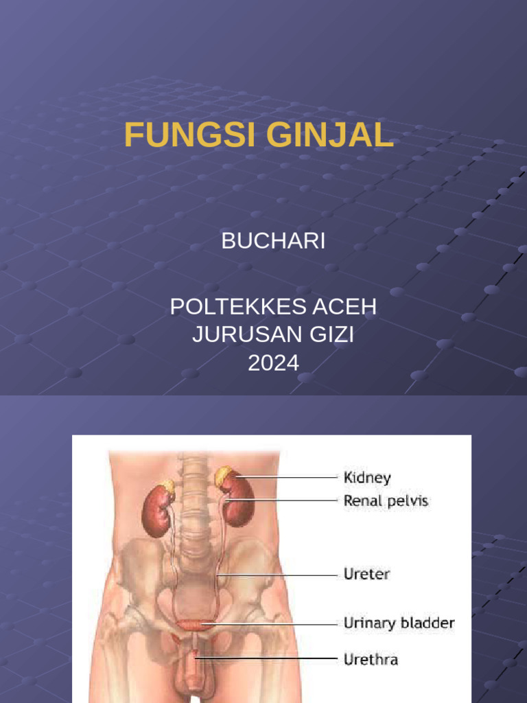 Fungsi Ginjal | PDF