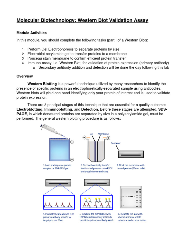7- Ponceau and Western Blot_Toronto | PDF | Western Blot | Gel ...