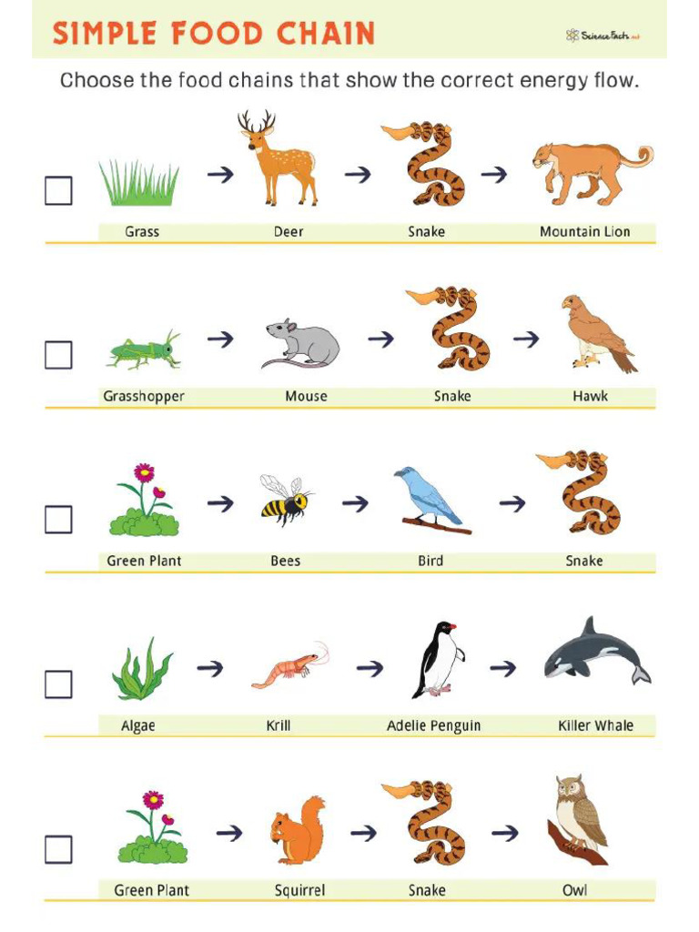 Food Chain | PDF