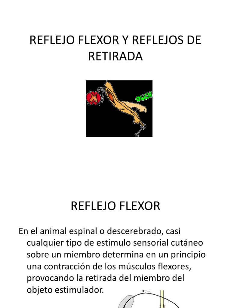 Reflejo Flexor y Reflejos de Retirada | Descargar gratis PDF | Neurona ...