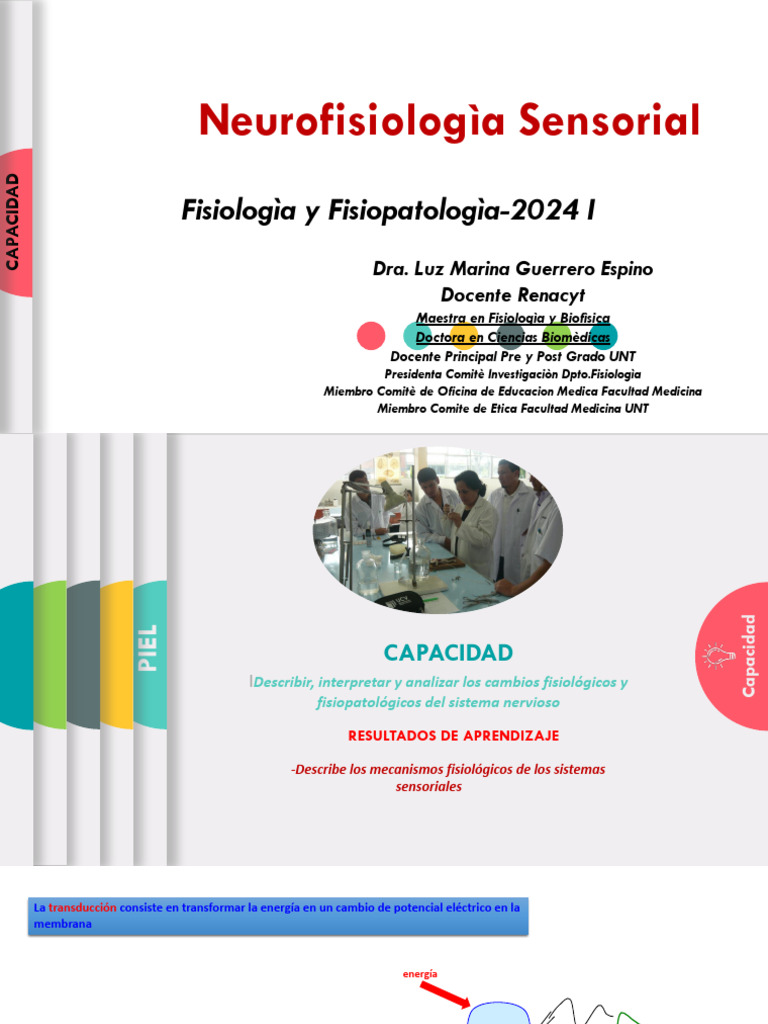 Neurofisiologia Sentidos 2024 | PDF | Sentidos | Percepción visual