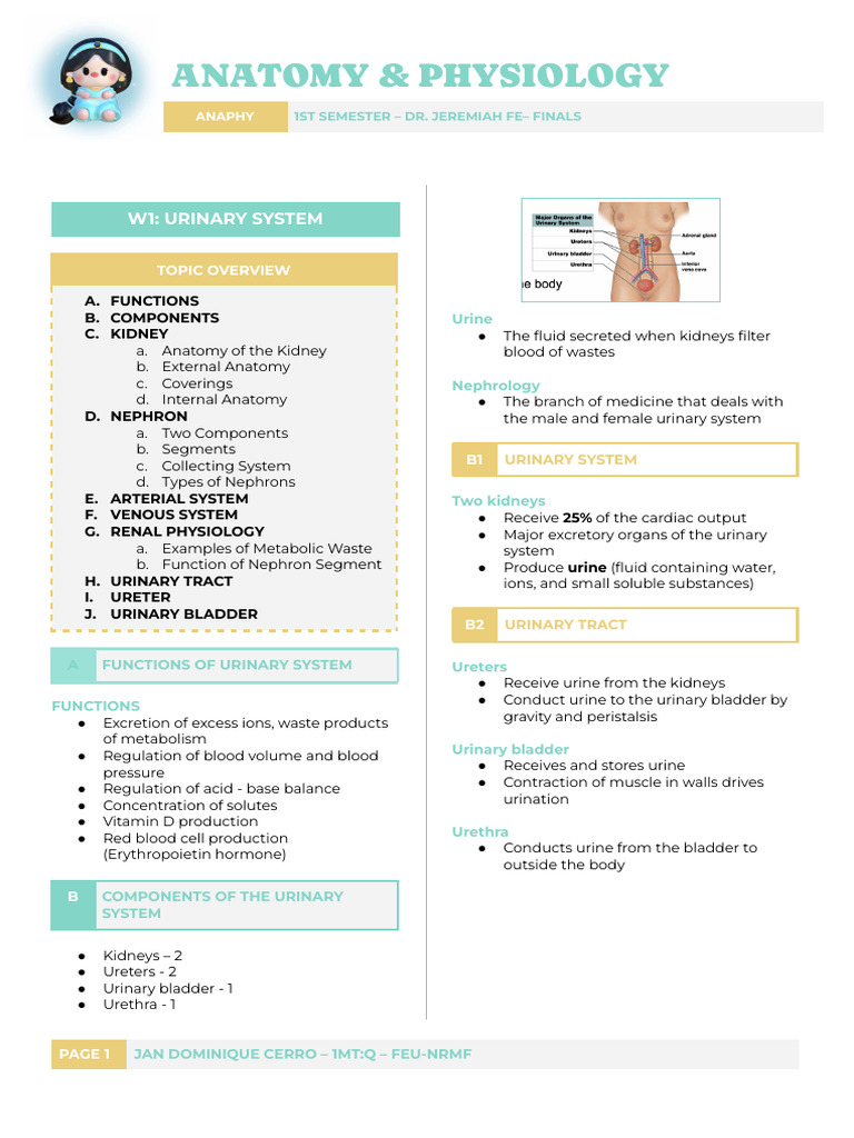 ANAPHY - Finals | PDF | Kidney | Urinary System