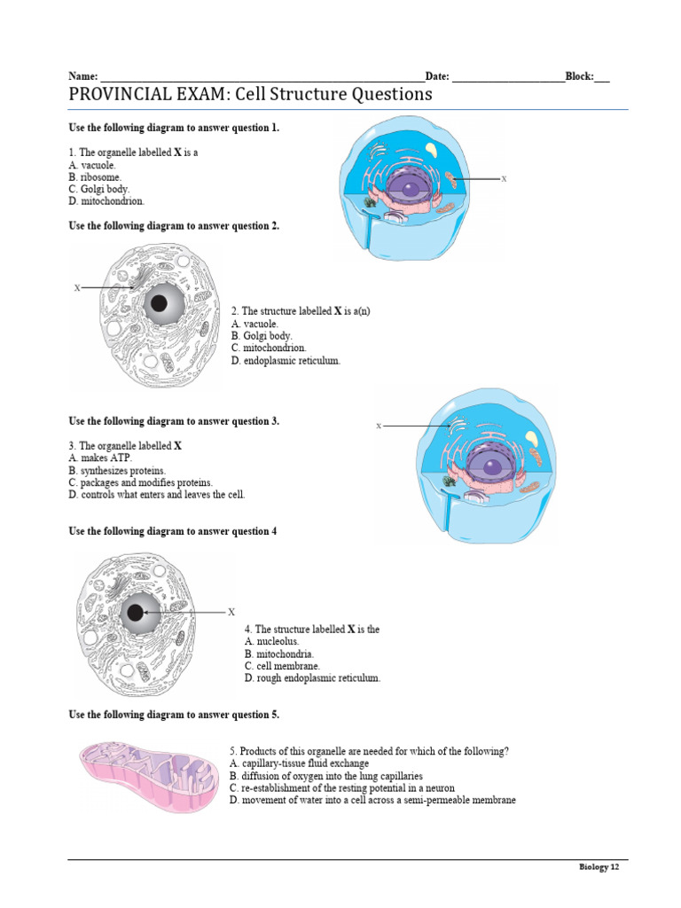 Biology 12 Provincial Exam: Cell Structure & Membrane Questions | PDF ...