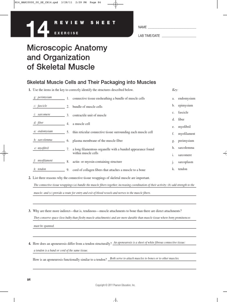 Answers Lab11 SkeletalMuscle Micro | PDF | Action Potential ...