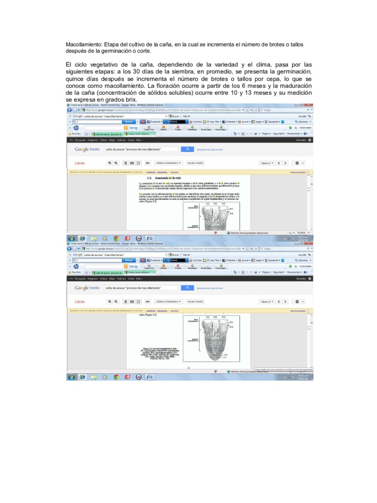 Documento de Texto Codificado | PDF | Plantas | Horticultura y jardinería