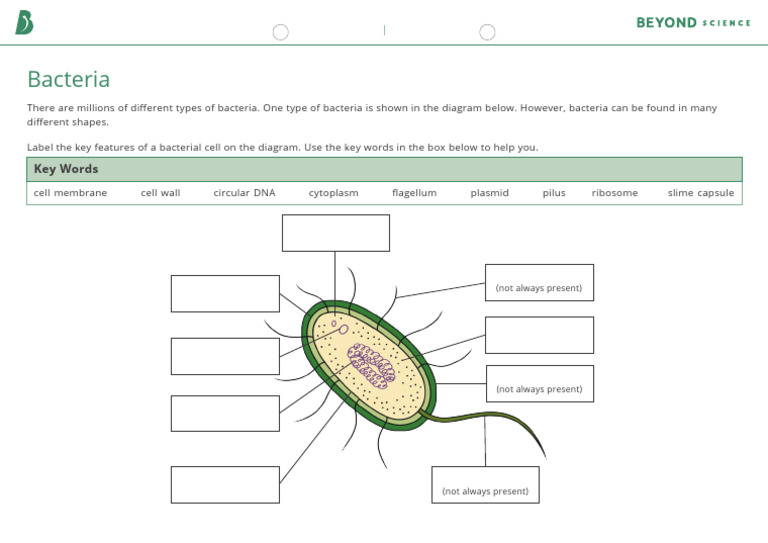 Bacteria Labelling Worksheet Support | PDF