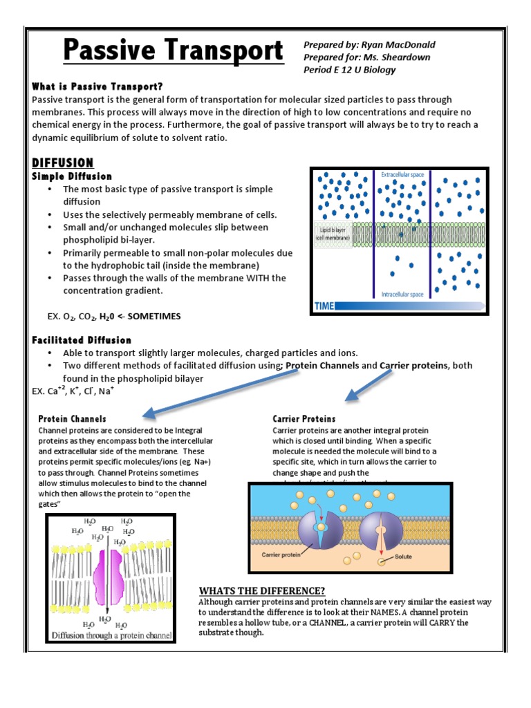 Understanding Passive Transport in Cells | PDF | Osmosis | Membrane Biology