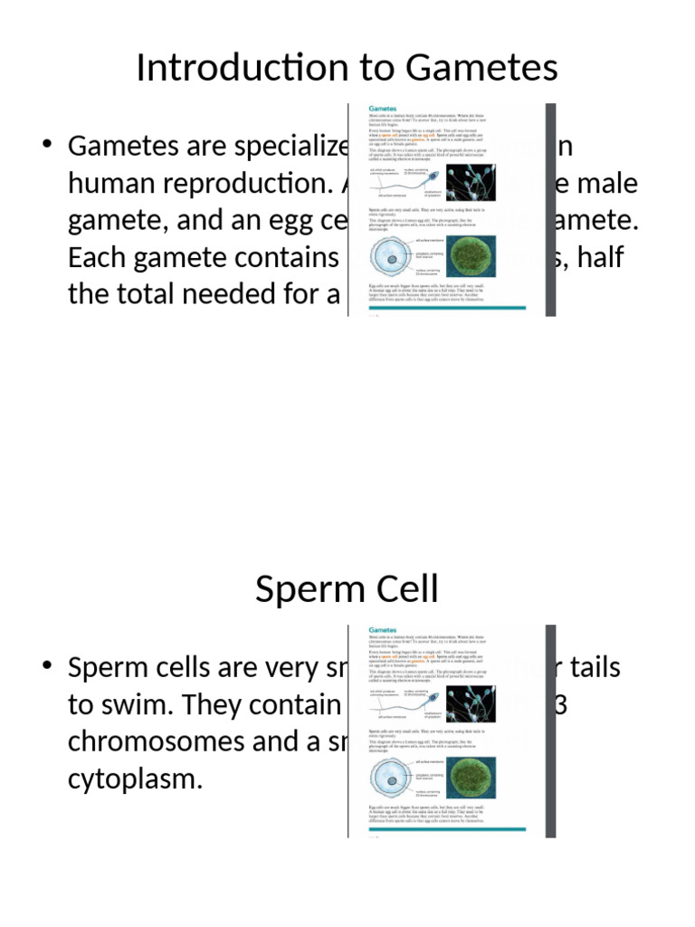 Gametes and Fertilization | PDF