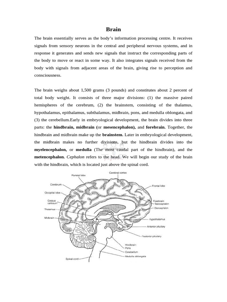 Brain | PDF | Brainstem | Brain