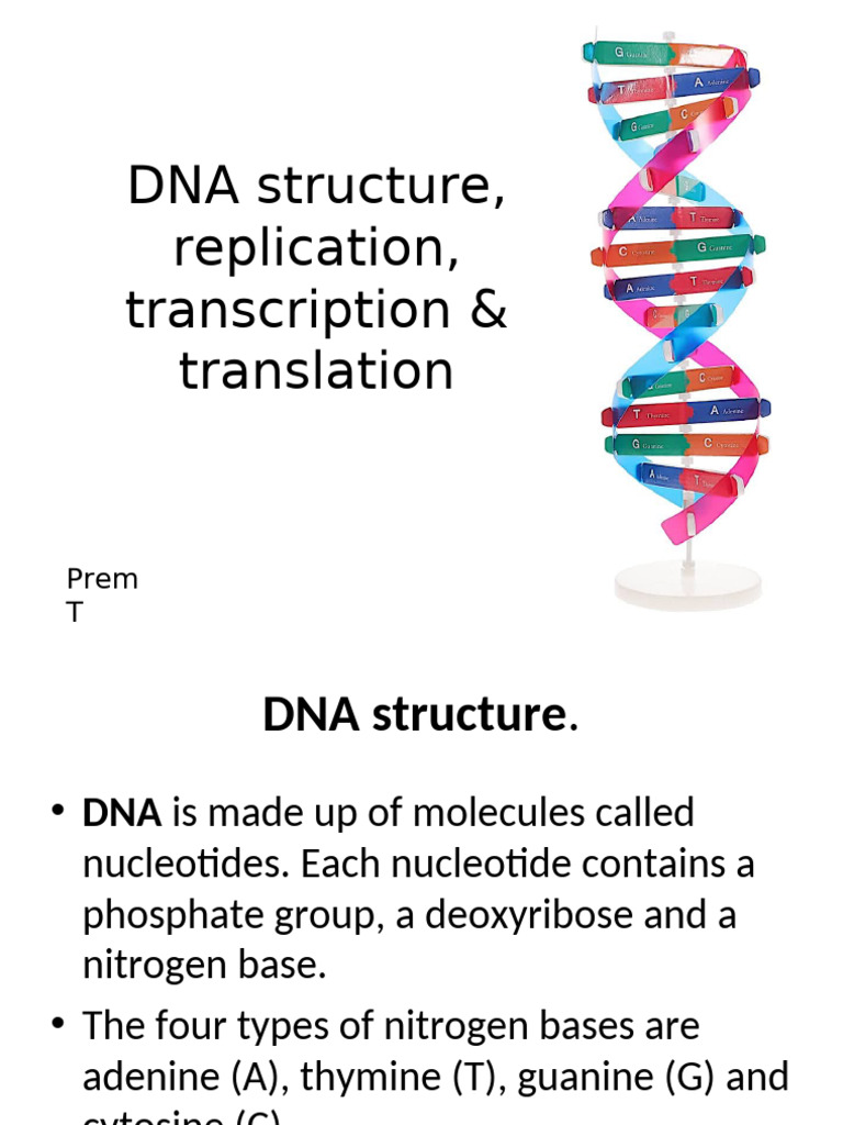 DNA Structure & Protein Synthesis | PDF | Translation (Biology) | Dna