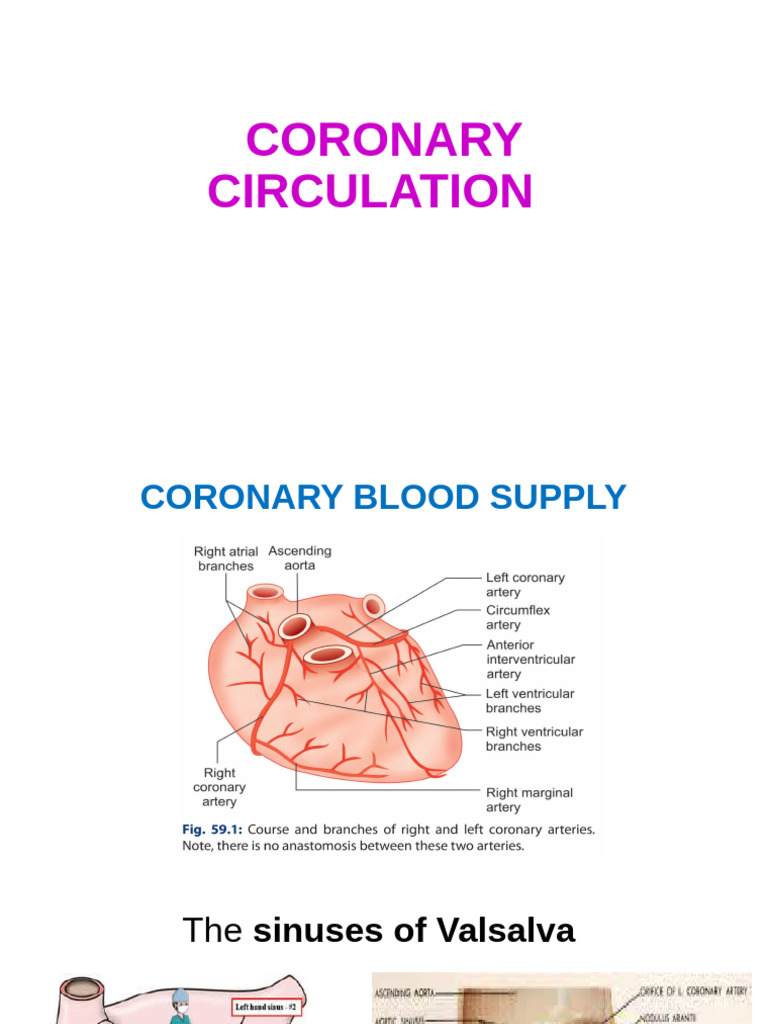 Understanding Coronary Circulation Dynamics | PDF | Coronary ...