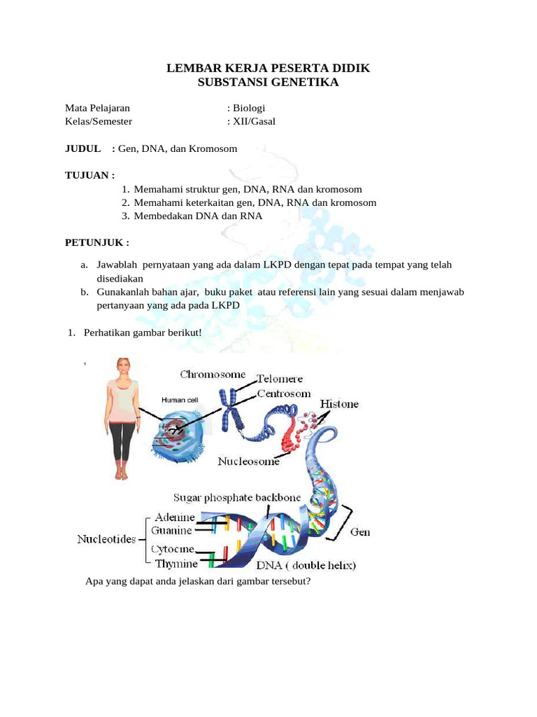 LKPD Substansi Genetika KELAS 12 | PDF