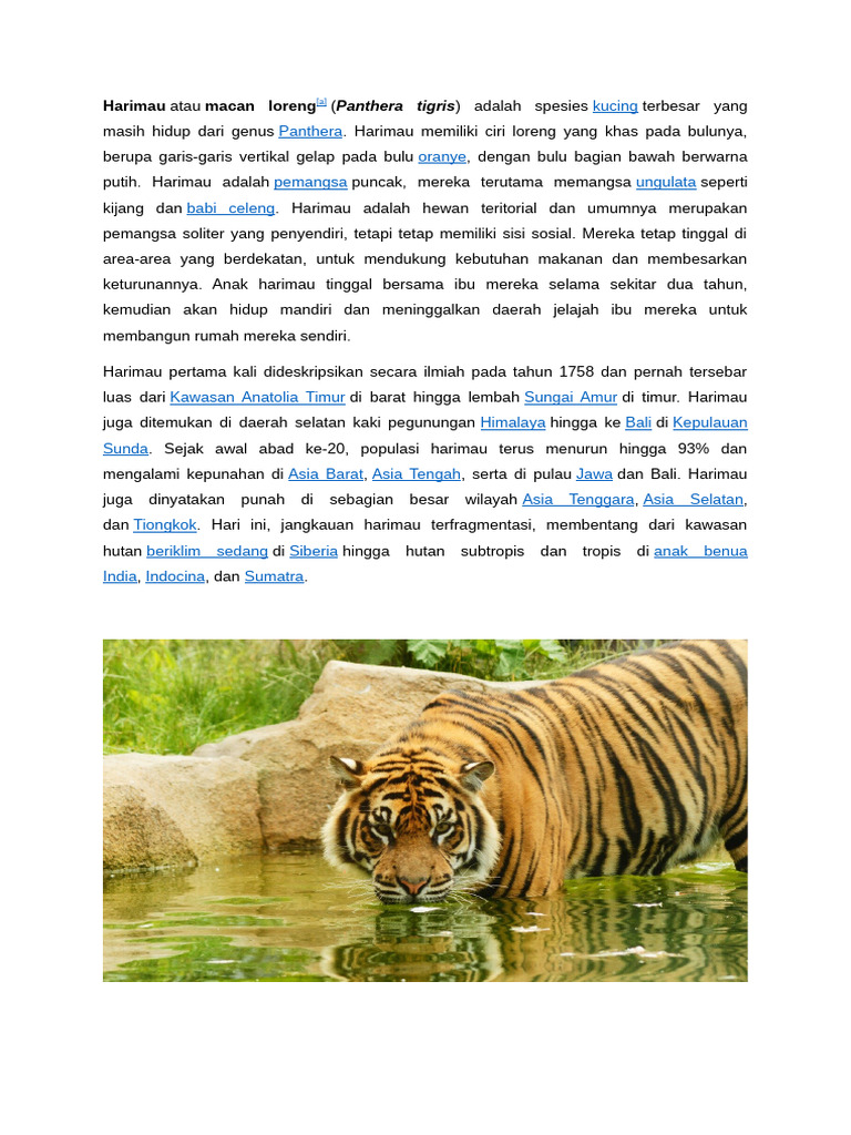 Harimau Macan Loreng: Kucing Panthera Oranye Pemangsa Ungulata Babi ...
