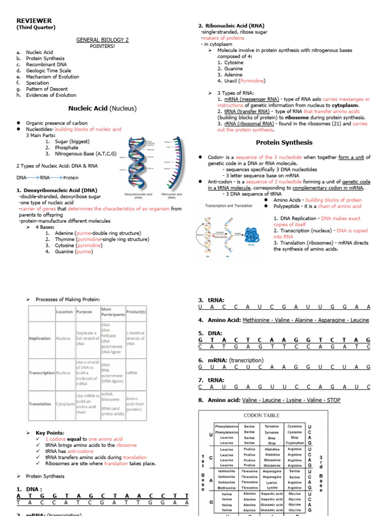 Biology_Nucleic-Acid-Protein-Synthesis-Genetic-Engineering | PDF | Rna ...