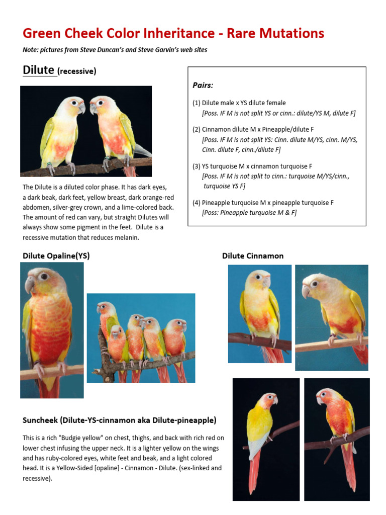 Green Cheek Color Inheritance-RARE SD | PDF | Aviculture