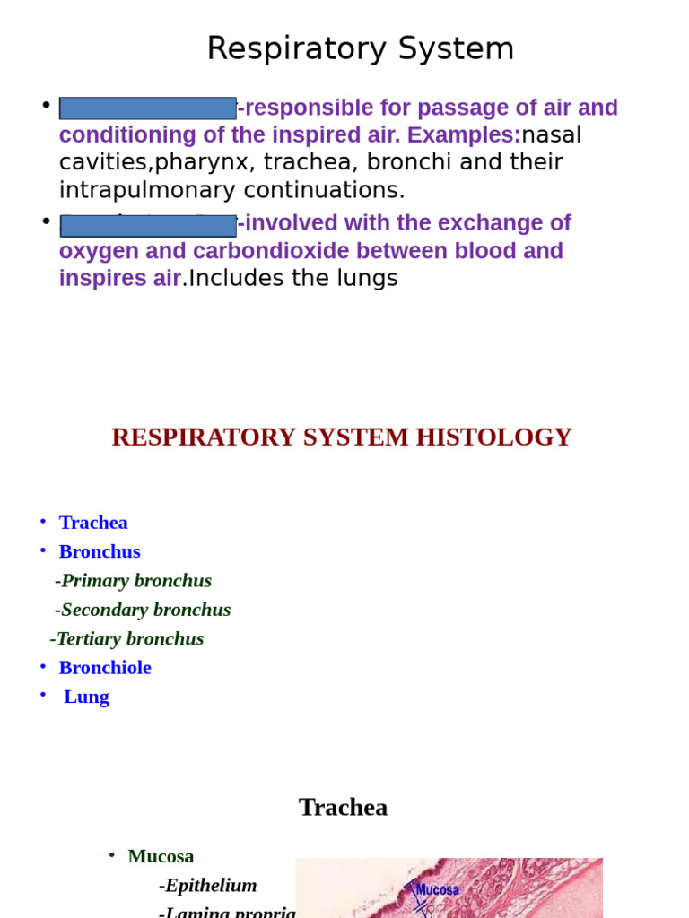 Anatomy and Histology of the Respiratory System | PDF | Respiratory ...