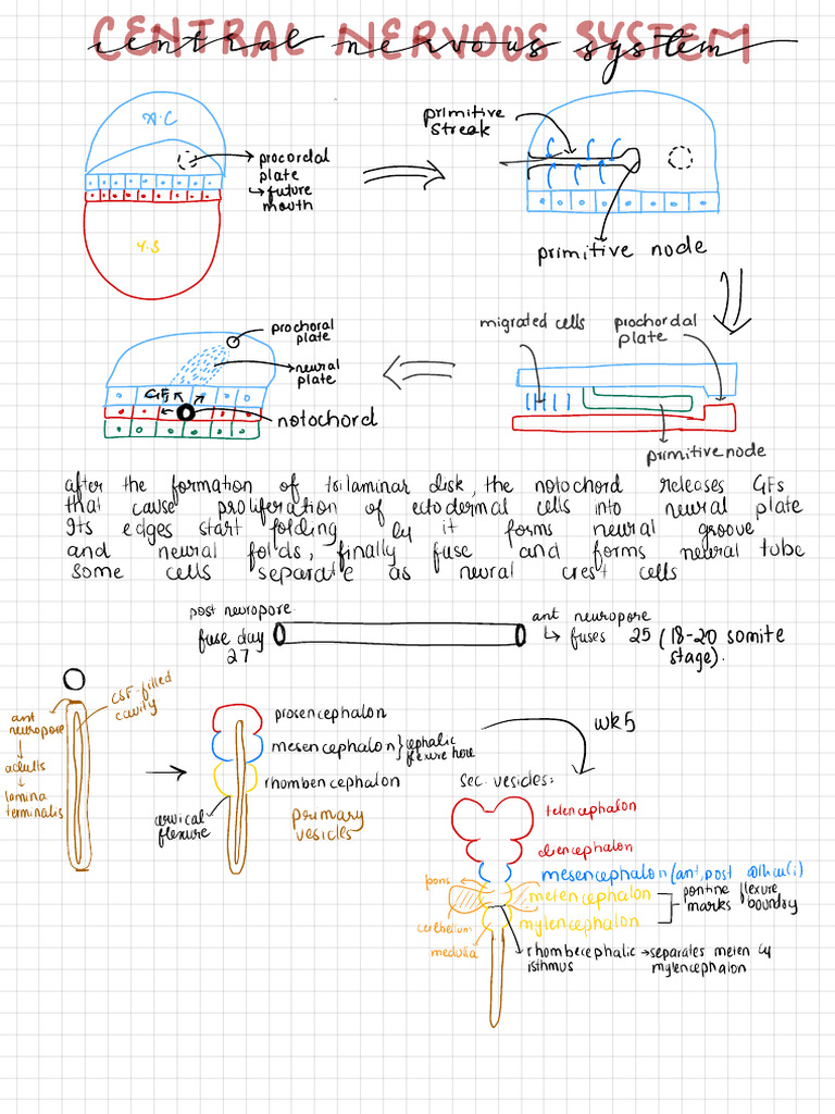Cns 2 | PDF | Reproduction | Neuroscience