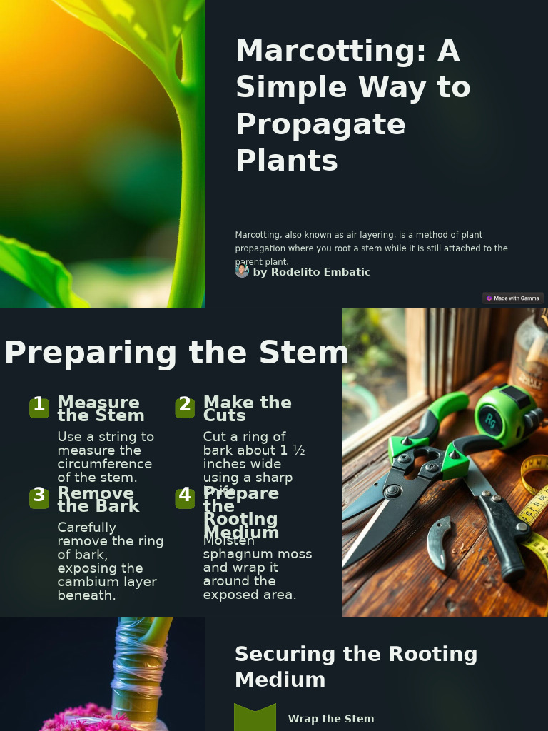 Marcotting A Simple Way To Propagate Plants | PDF | Horticulture | Botany