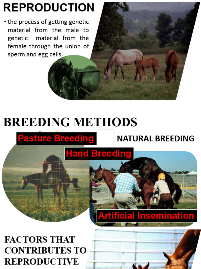 9. Horse Reproduction.pptx | PDF | Menstrual Cycle | Horse Breeding