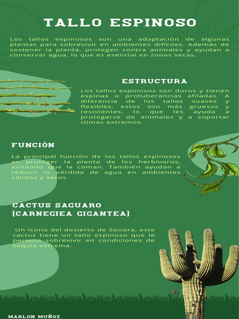 Adaptaciones de los tallos espinosos | PDF