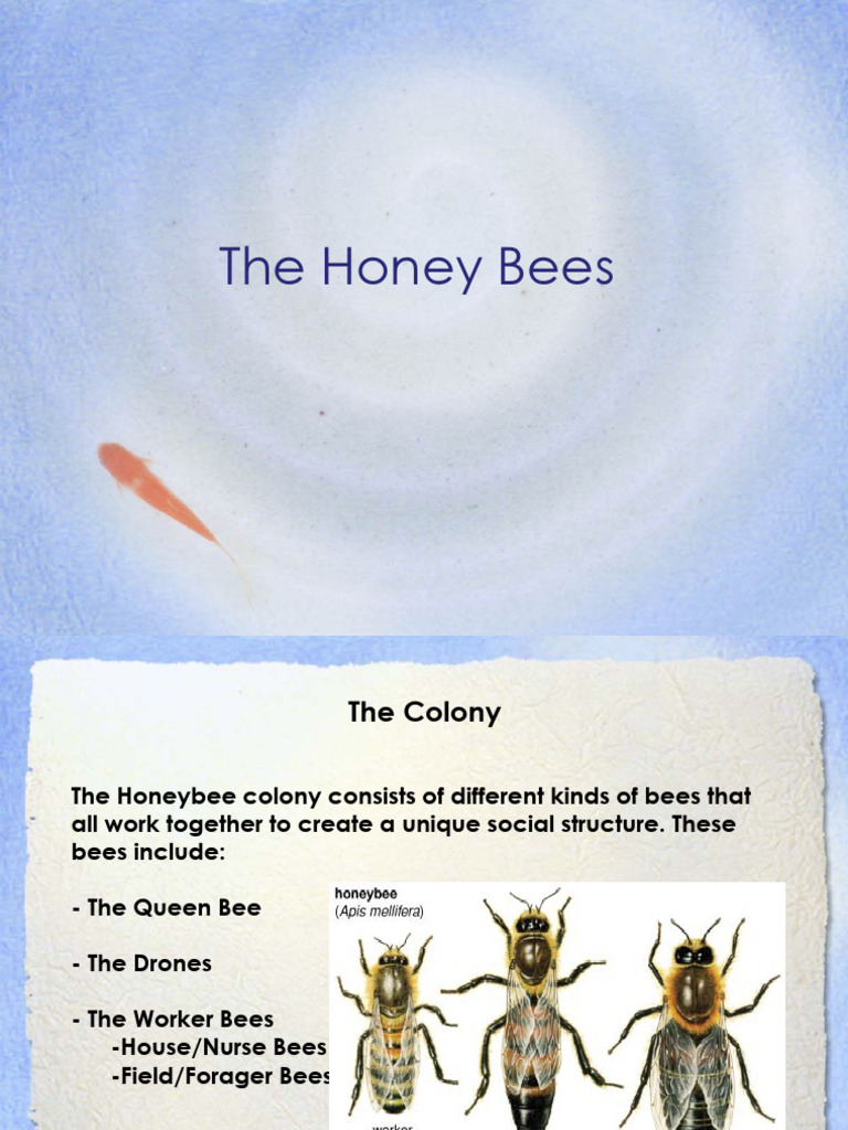 The Honey Bees | PDF | Eusociality | Honey Bee