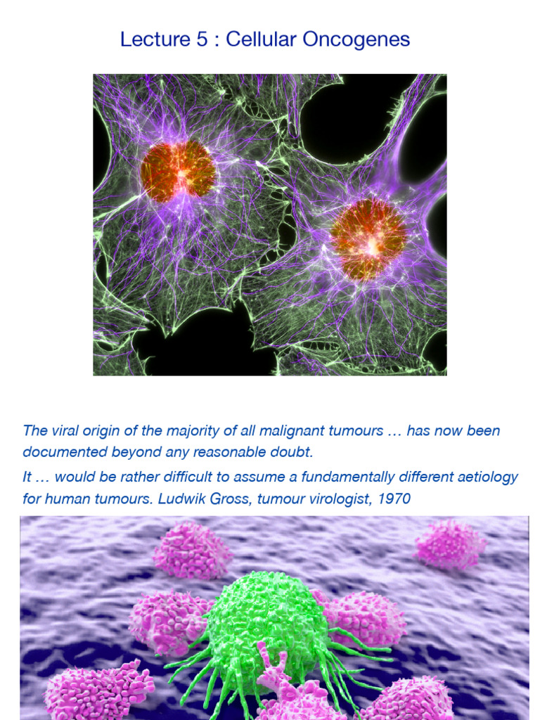 Lecture 5 - Cellular Oncogenes 2024 | PDF | Oncogene | Neoplasms