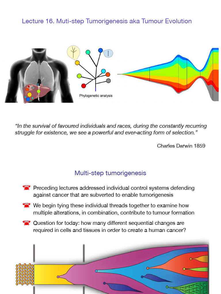 Lecture 14 - Multi Step Tumourigenesis 2024 | PDF | Neoplasms ...