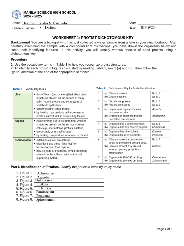 Q3-WS1-Protist-Dichotomous-Key.pdf (1) | PDF | Organisms