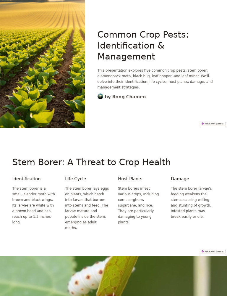 Common Crop Pests Identification and Management | PDF | Pest (Organism ...