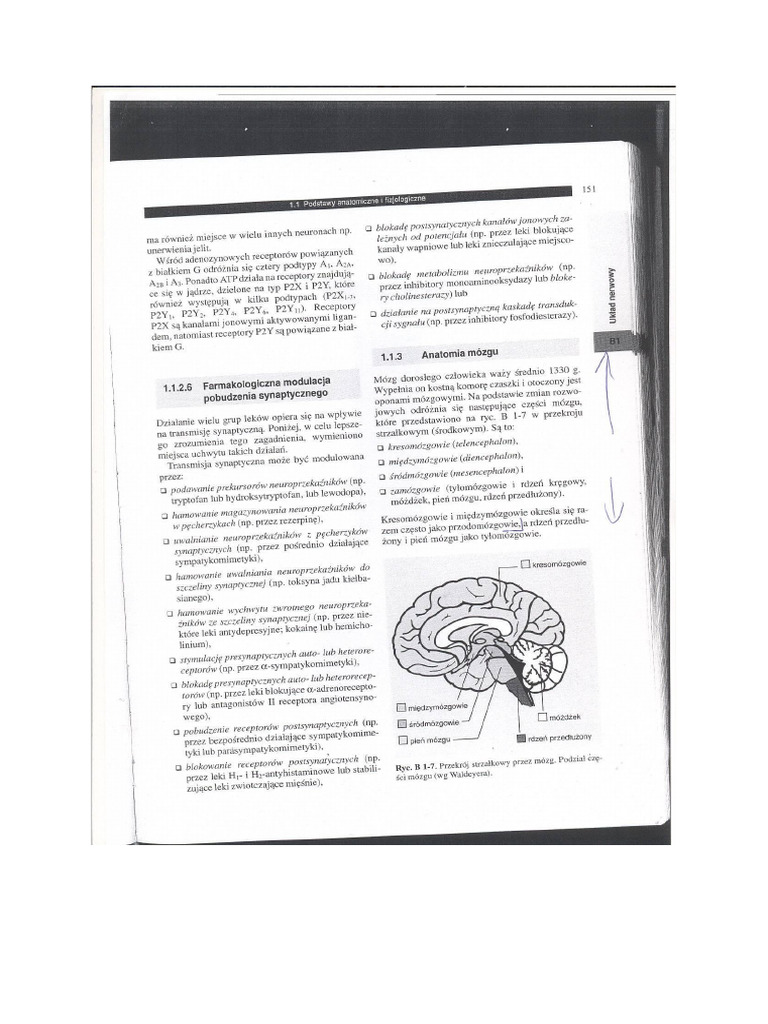 Anatomia Mózgu 1 | PDF