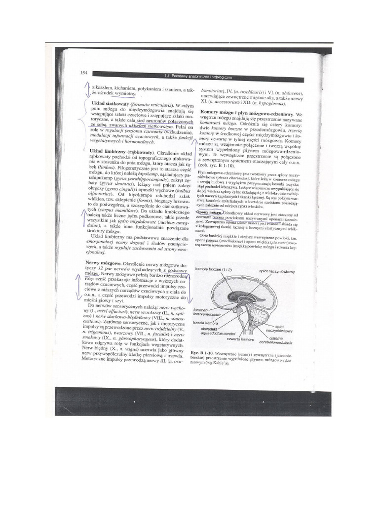 anatomia mózgu 4 | PDF