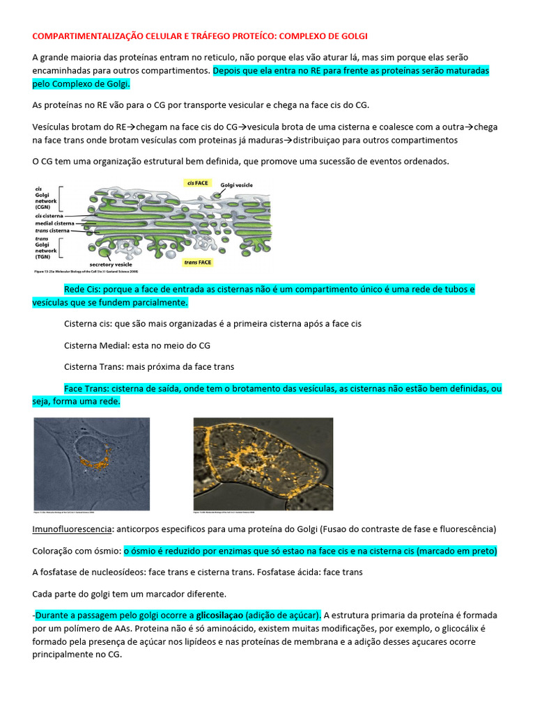 Resumo P2 - Bio Cel | PDF | Lisossoma | Mitocôndria