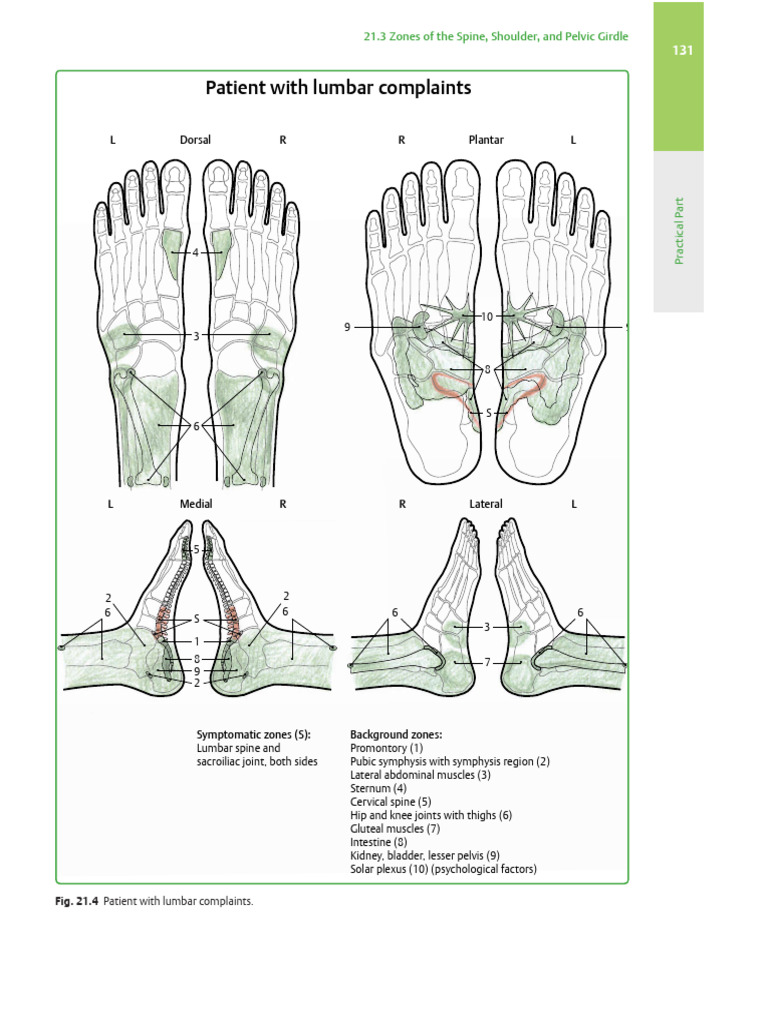 Reflexotherapy of the Feet ( PDFDrive ) | PDF | Pelvis | Human Anatomy