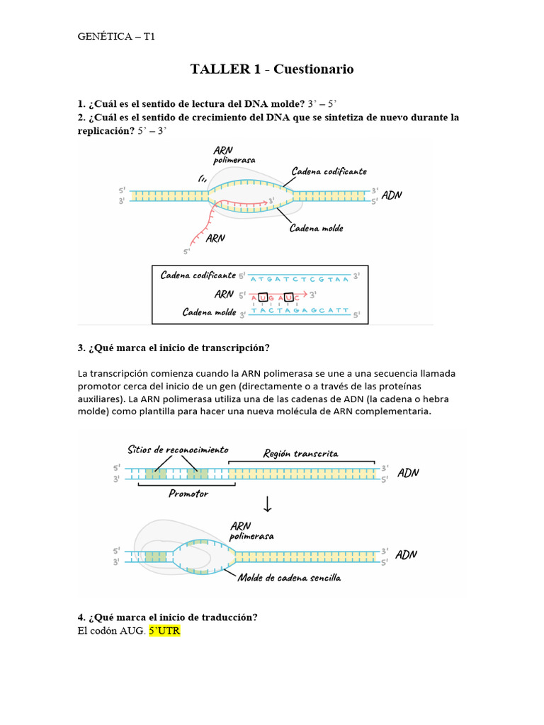 Replicación y Traducción del ADN | PDF | Codigo genetico | Rna