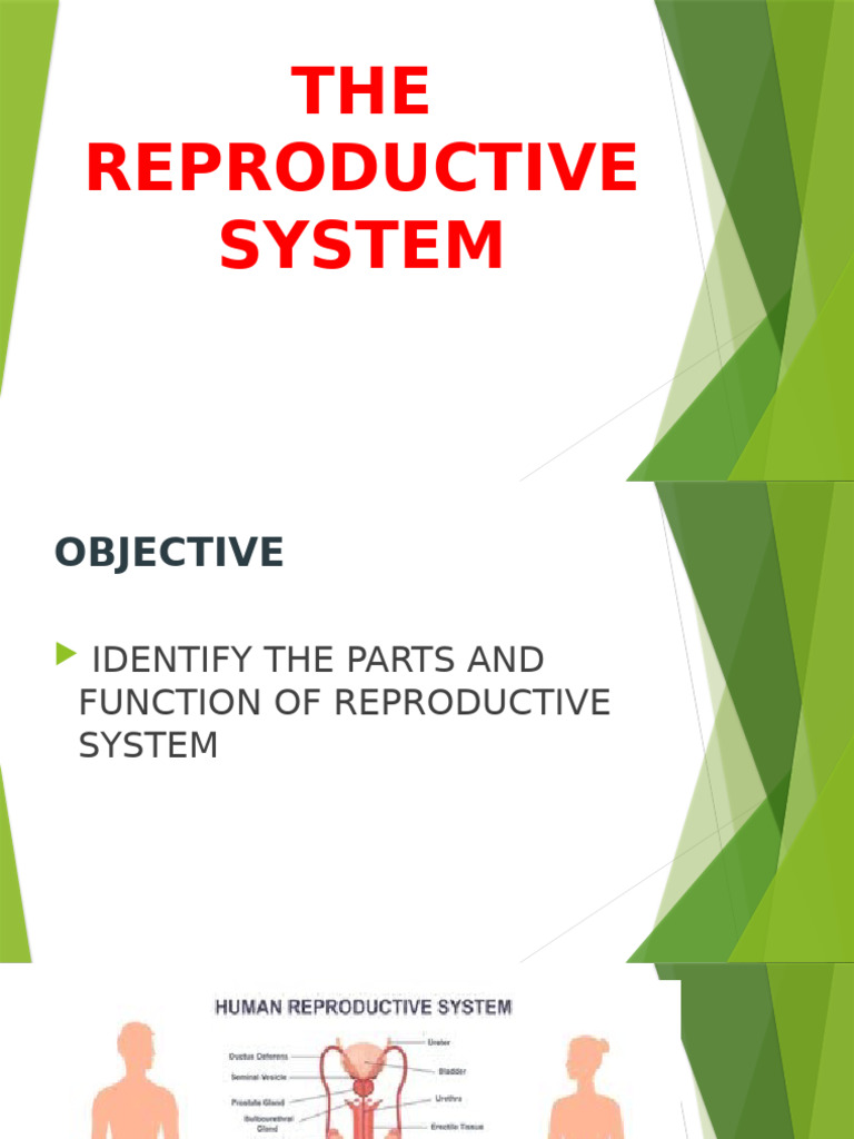 The Reproductive System | PDF | Menstrual Cycle | Reproductive System