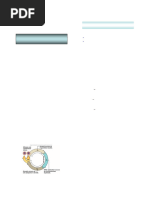 Amoeba Sisters Cell Cycle-1 | PDF | Mitosis | Chromosome