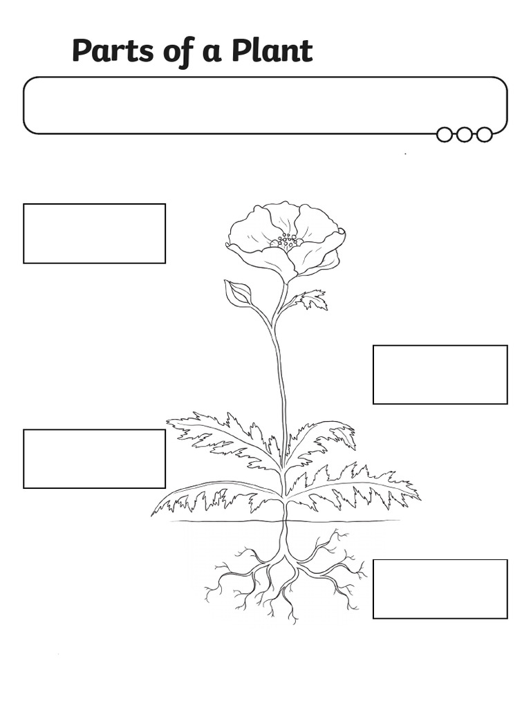Revision Activity - Parts of A Plant Labelling-1 | PDF