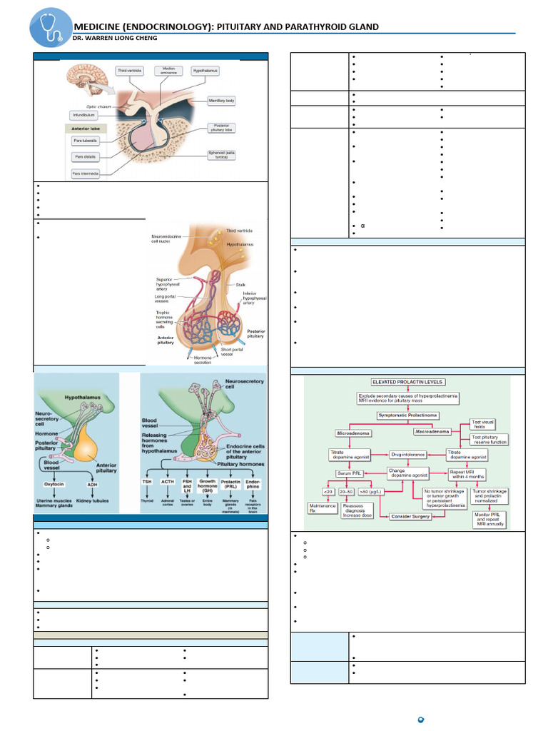 ENDO 2_Pituitary Gland_liongcheng (2) | PDF | Endocrine System | Endocrinology