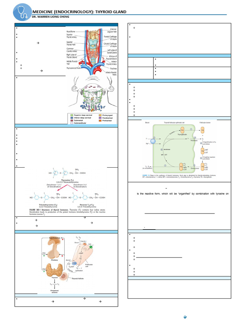 ENDO 1_Thyroid Gland_liongcheng (2) | PDF | Thyroid | Hyperthyroidism