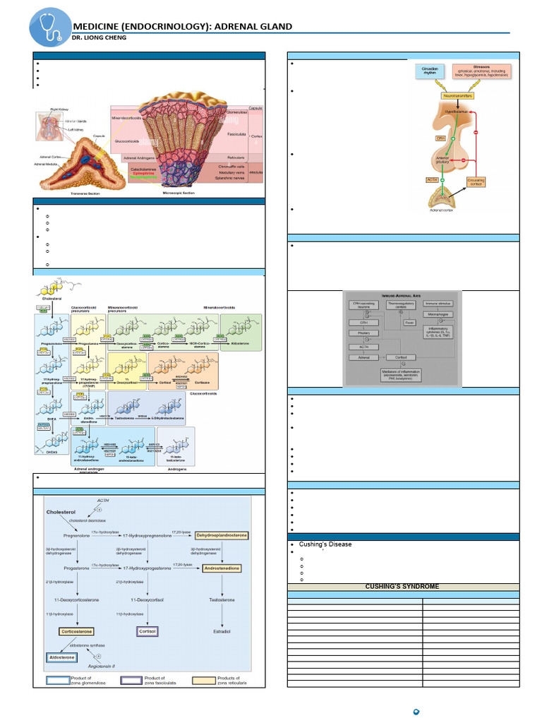 ENDO 3 - Adrenal Glands - Liongcheng | PDF | Adrenal Gland | Adrenocorticotropic Hormone
