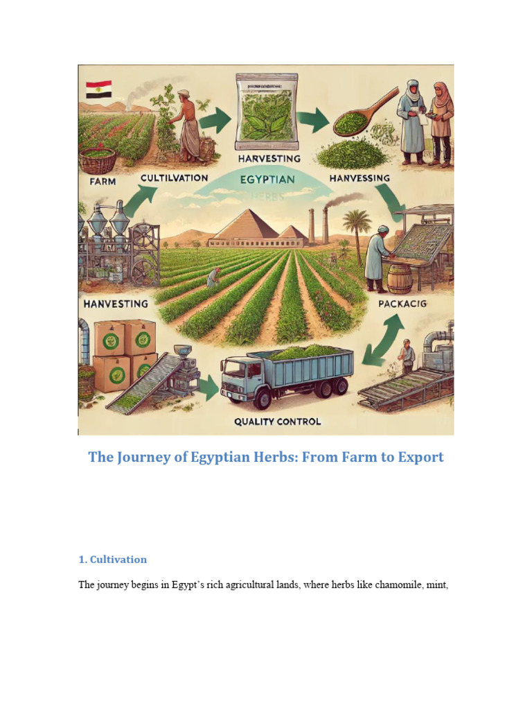 The_Journey_of_Egyptian_Herbs | PDF | Agriculture | Packaging And Labeling